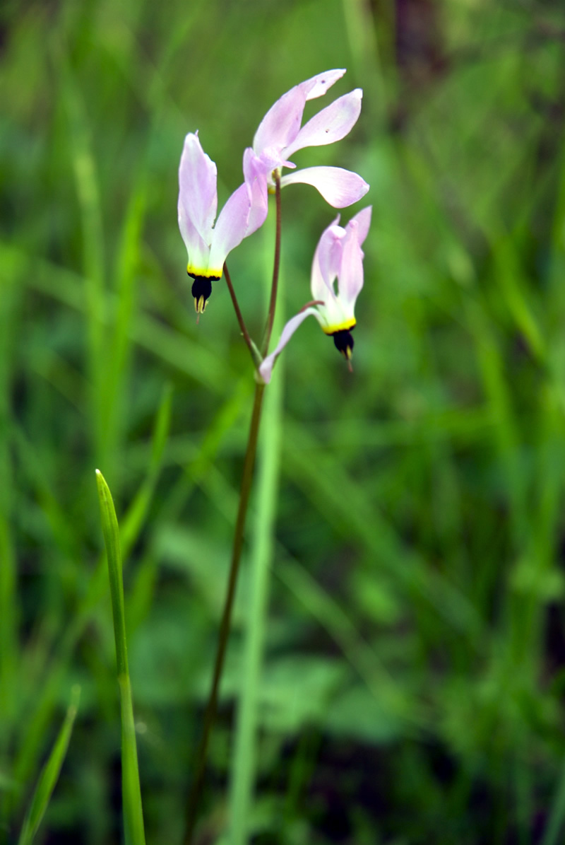 Sierra College Nature Area and Trail Outdoor Laboratory - (a natural ...